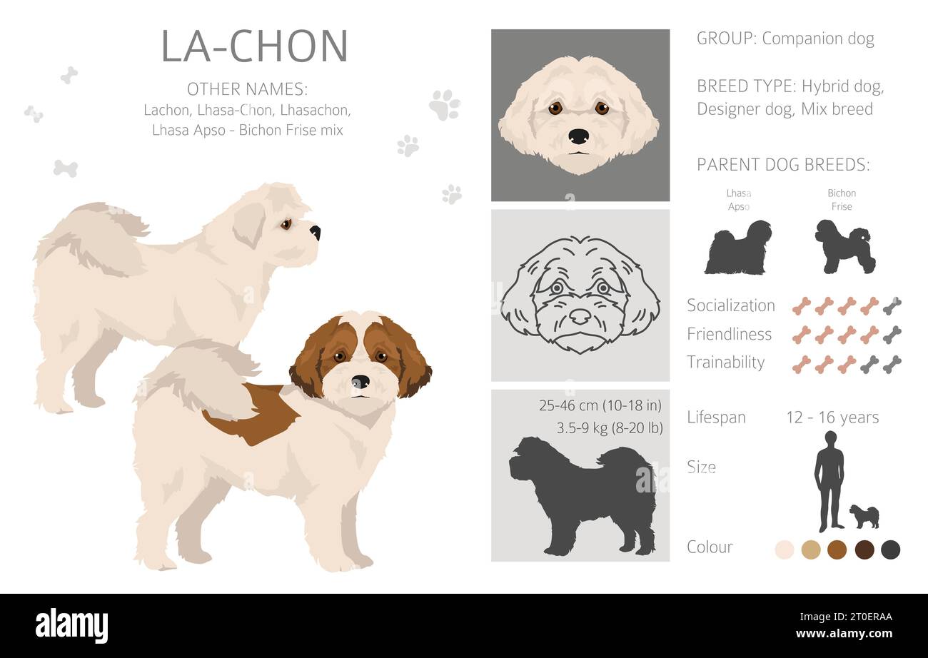 Bichon frise mixed lhasa apso hi-res stock photography and images - Alamy