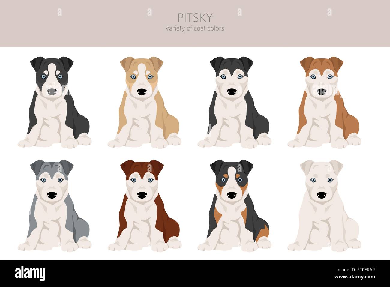 Siberian Husky Pitbull Mix