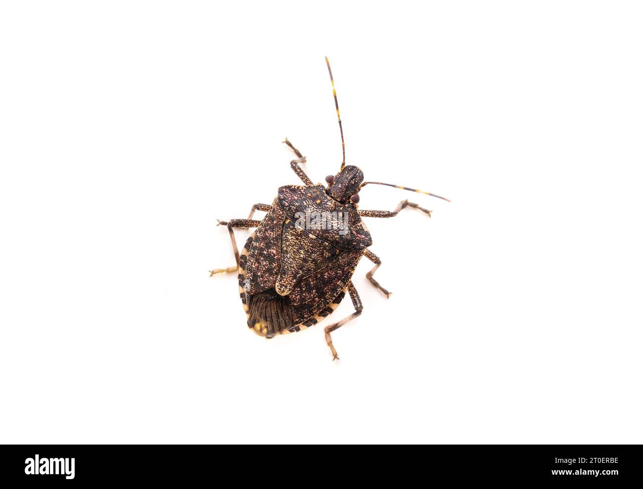 Isolated brown marmorated stink bug or shield bug. Top view of adult ...
