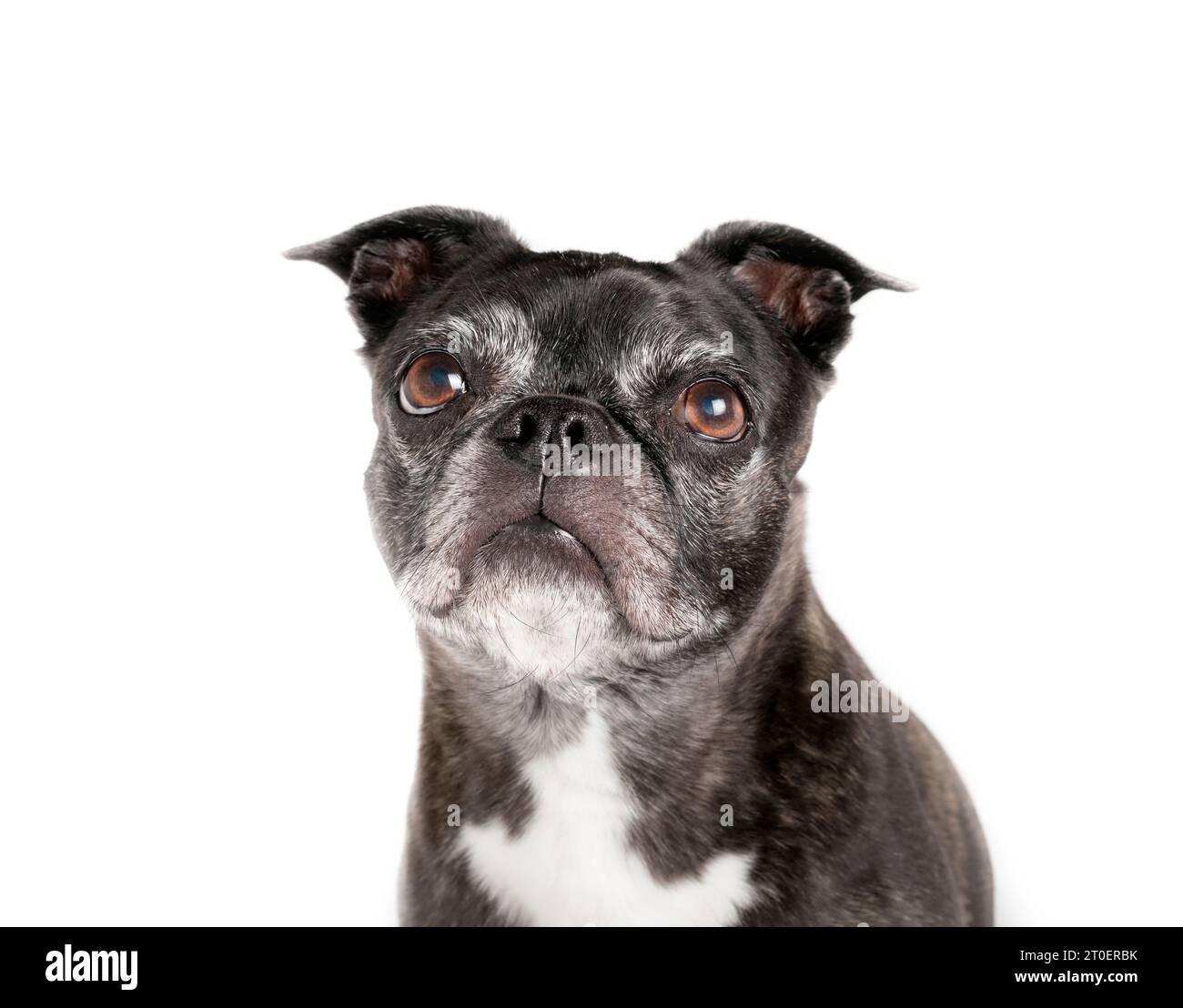 Isolated senior dog portrait, front view. Head shot of cute black and ...