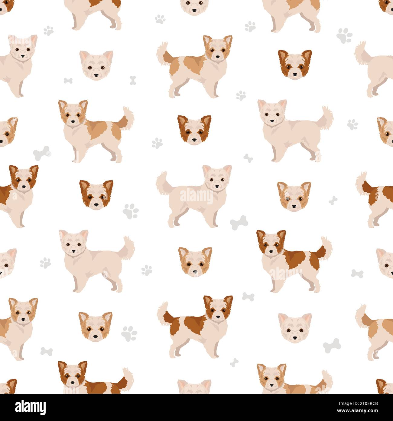 Malchi seamless pattern. Maltese Chihuahua mix. Different coat colors ...