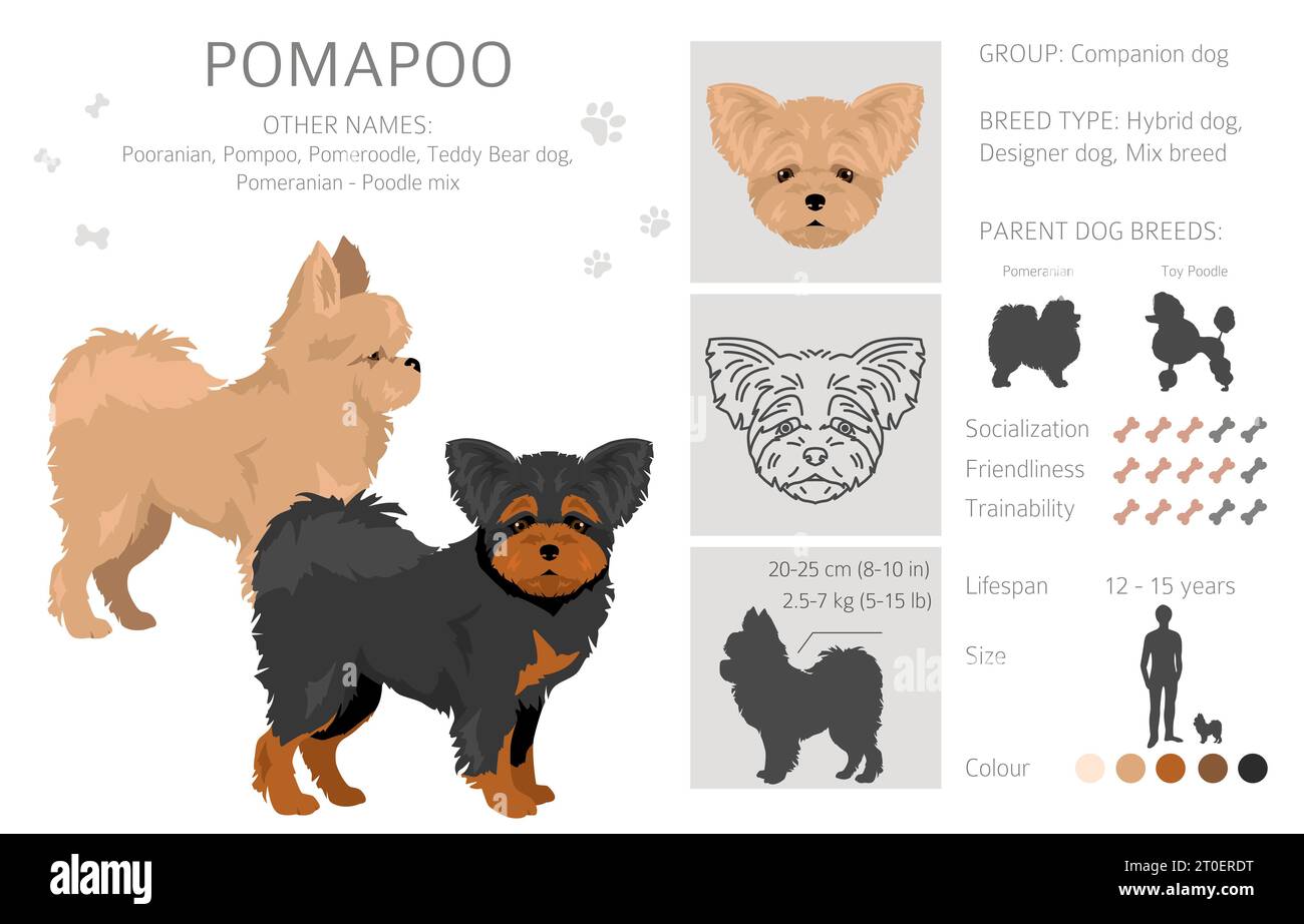 Pomapoo clipart. Pomeranian Poodle mix. Different coat colors set ...