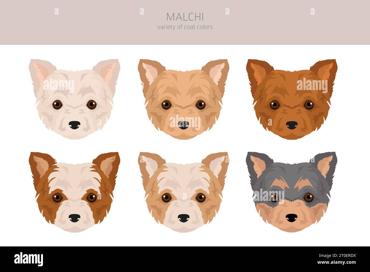 Malchi clipart. Maltese Chihuahua mix. Different coat colors set ...
