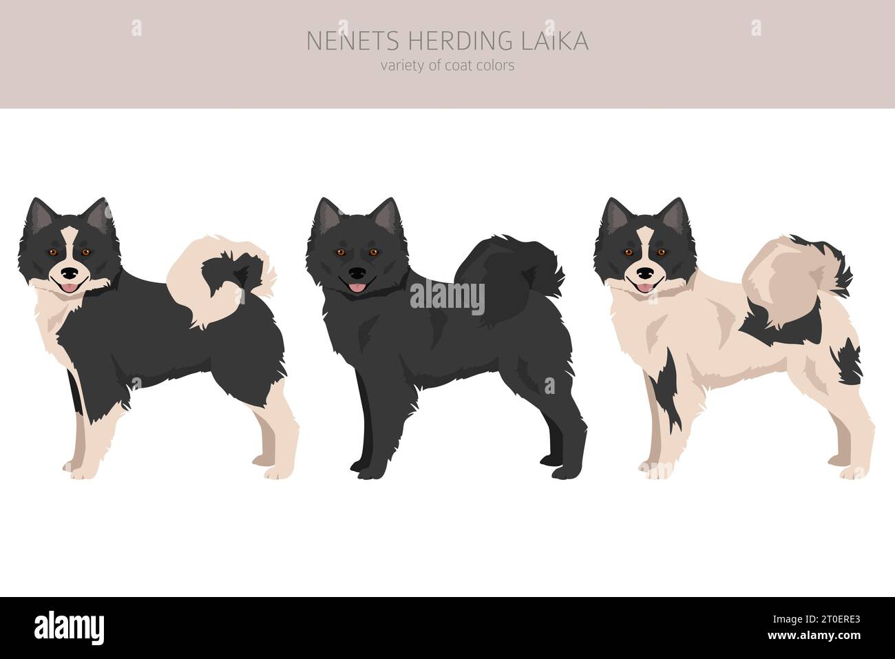 Nenets Herding Laika clipart. All coat colors set.; All dog breeds ...