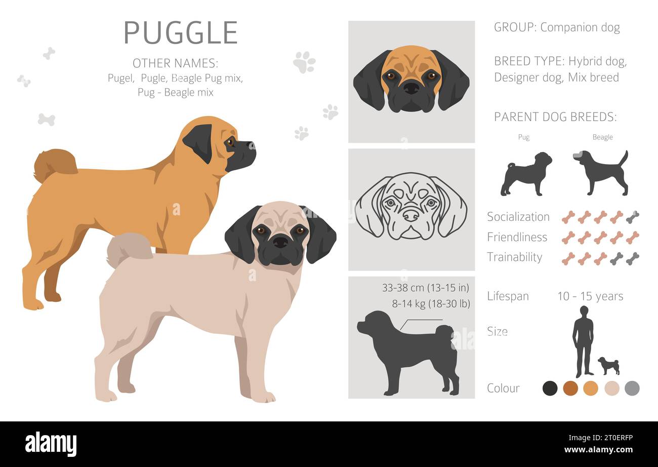Puggle clipart. Pug beagle mix. Different coat colors set. Vector ...