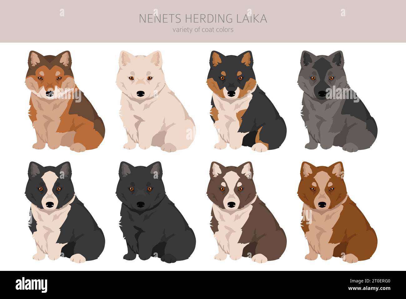 Nenets Herding Laika clipart. All coat colors set.; All dog breeds ...