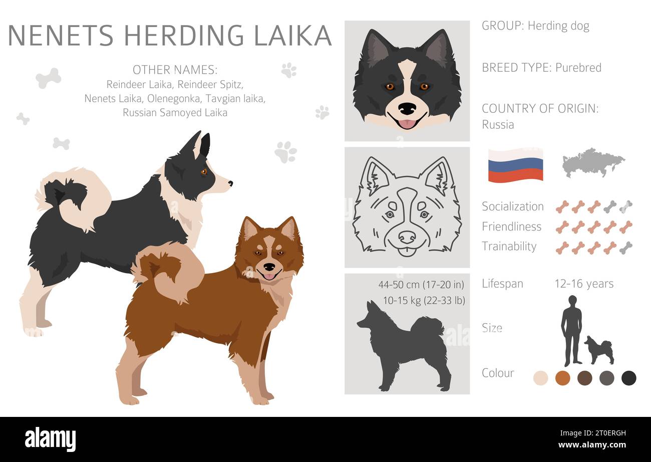 Nenets Herding Laika clipart. All coat colors set.; All dog breeds ...
