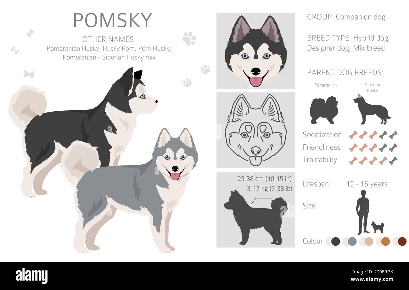 Pomsky clipart. Pomeranian Husky mix. Different coat colors set. Vector ...