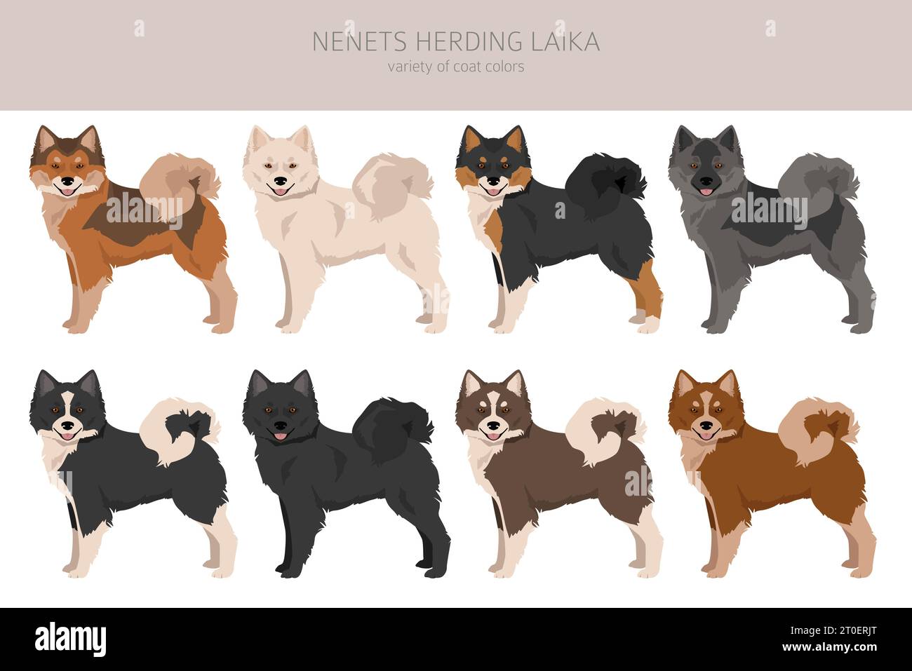 Nenets Herding Laika clipart. All coat colors set.; All dog breeds ...