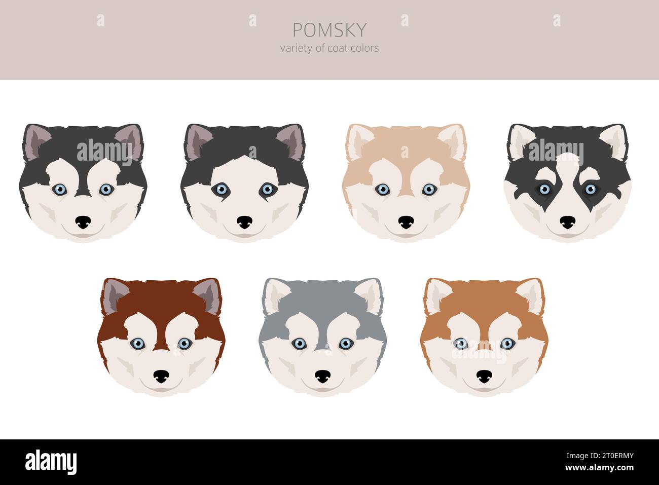 Pomsky clipart. Pomeranian Husky mix. Different coat colors set. Vector ...