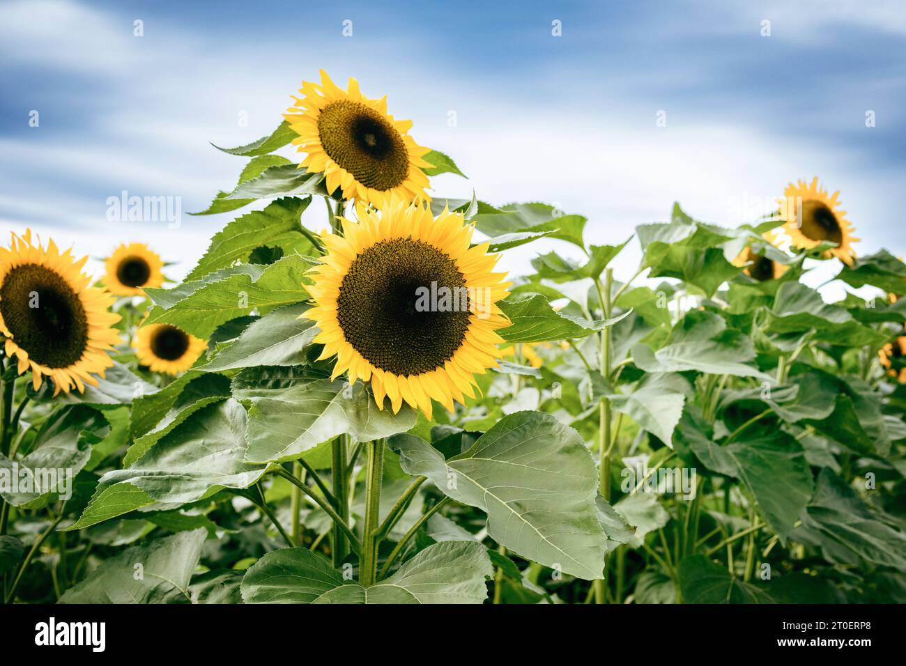 Sunflower field with blue sky and clouds. Summer nature background ...