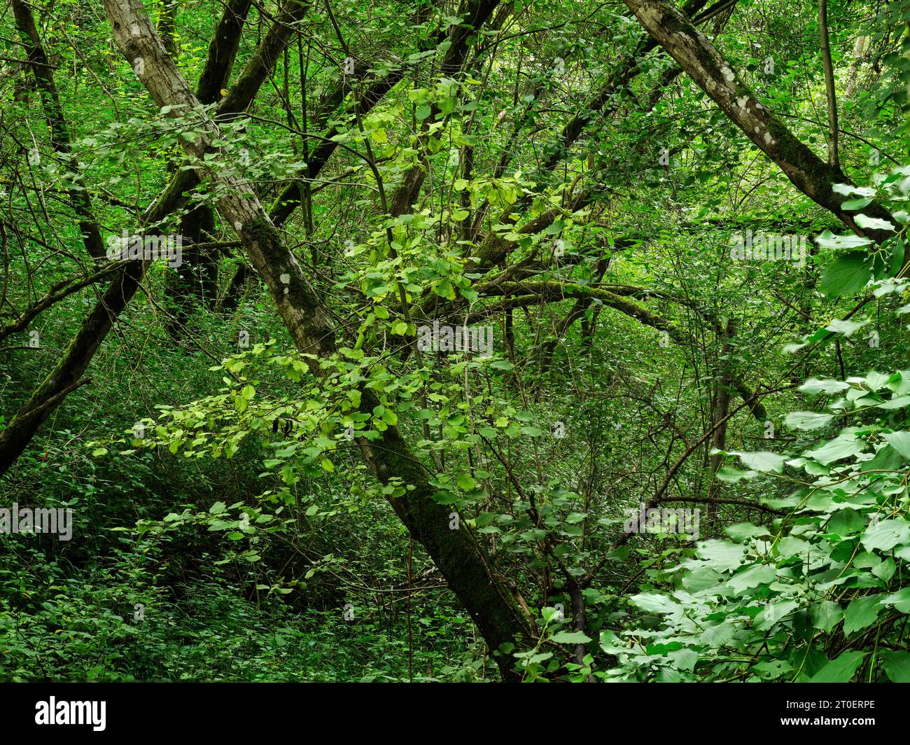 Alluvial field hi-res stock photography and images - Alamy
