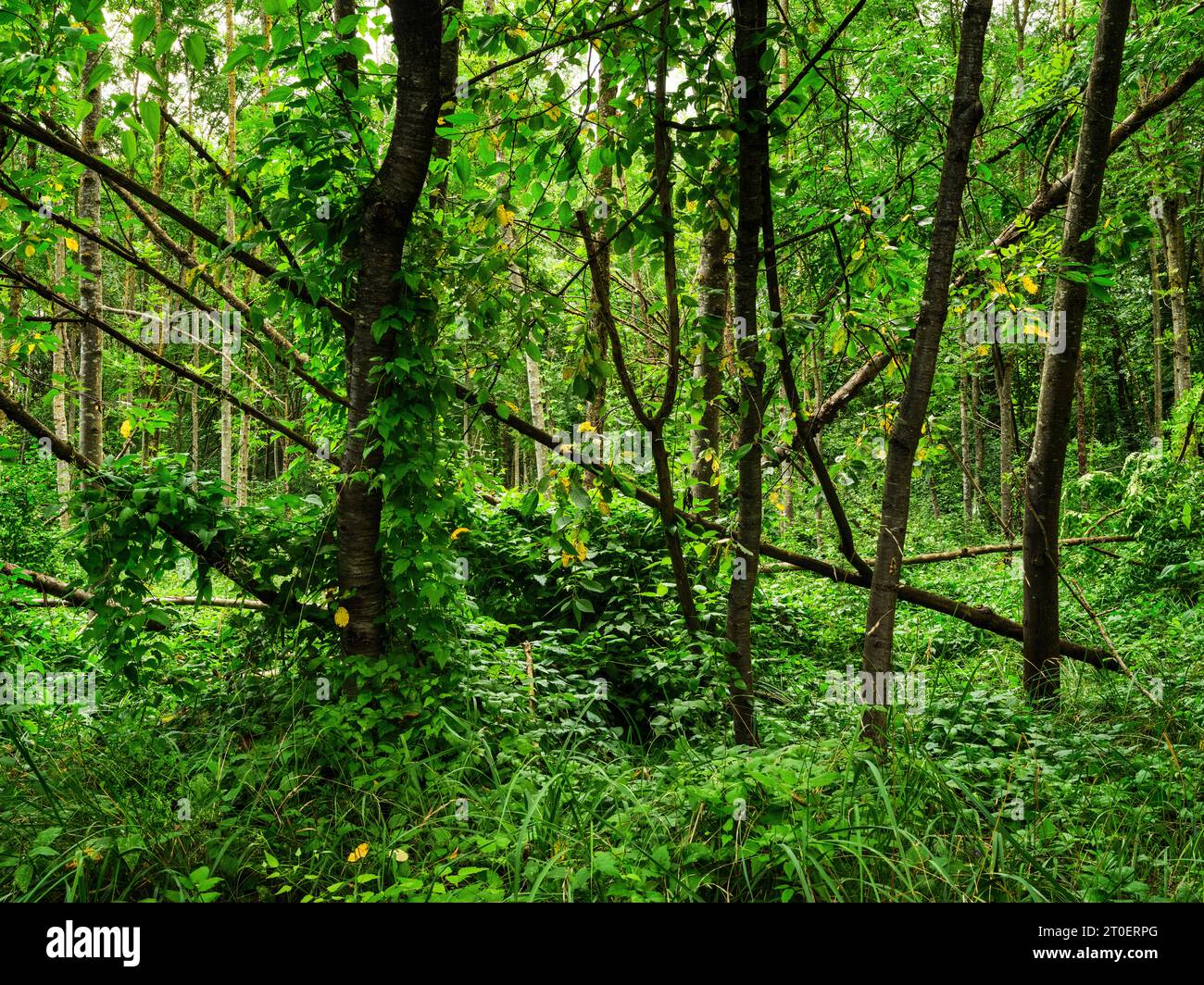 Alluvial field hi-res stock photography and images - Alamy