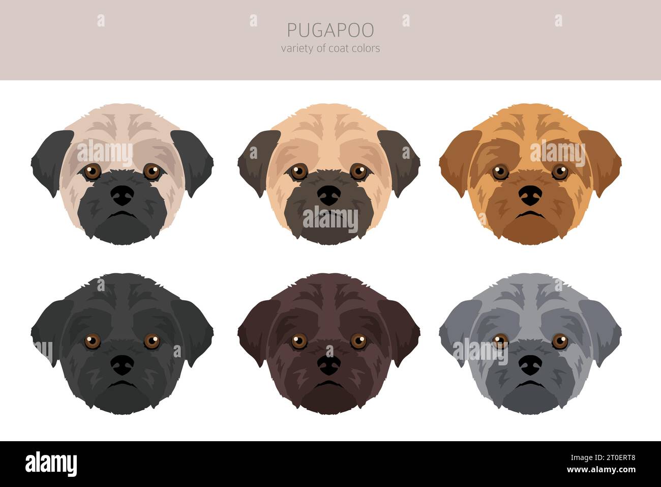 Pugapoo clipart. Pug Poodle mix. Different coat colors set. Vector ...