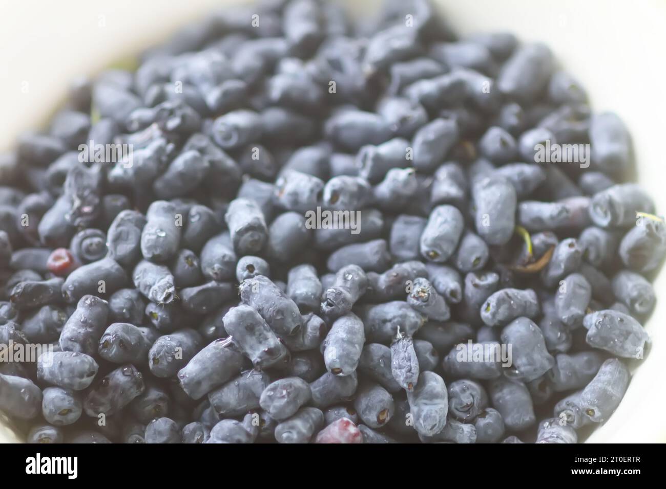 Juniper berries gin harvest hi-res stock photography and images - Alamy