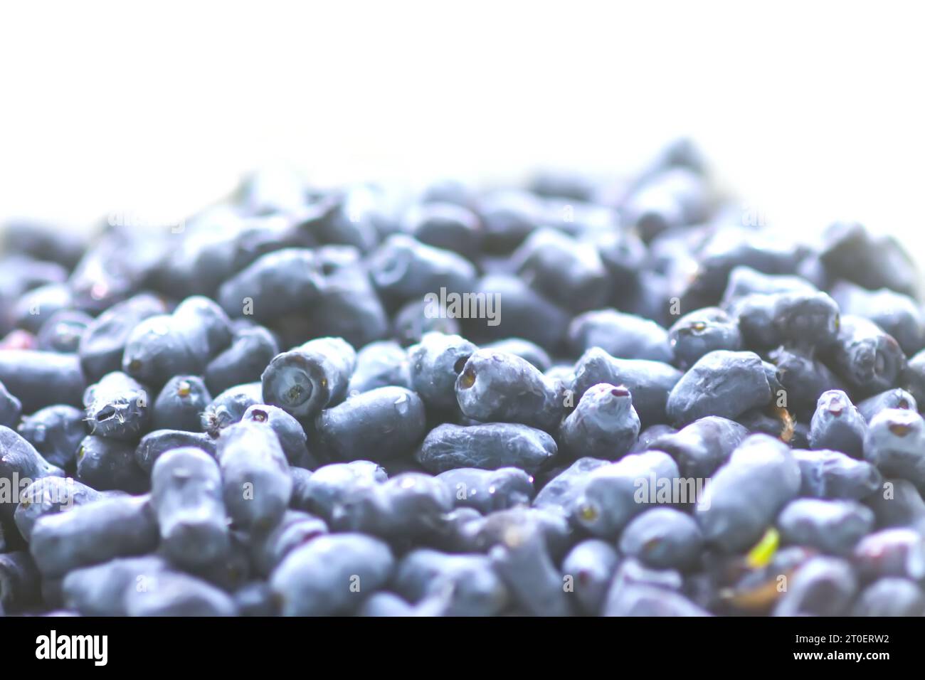 Juniper berries gin harvest hi-res stock photography and images - Alamy