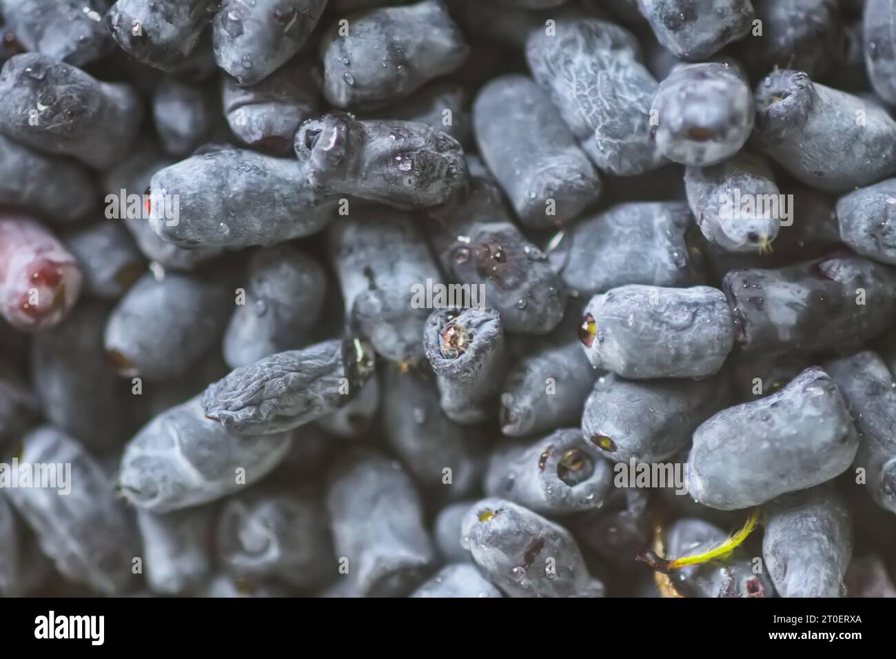 Juniper berries gin harvest hi-res stock photography and images - Alamy