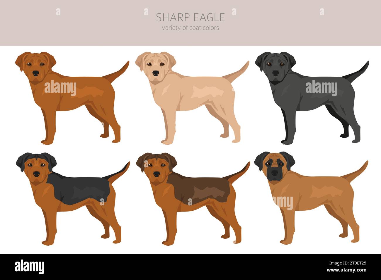 Sharp Eagle clipart. Shar Pei - Beagle mix. Different coat colors set ...