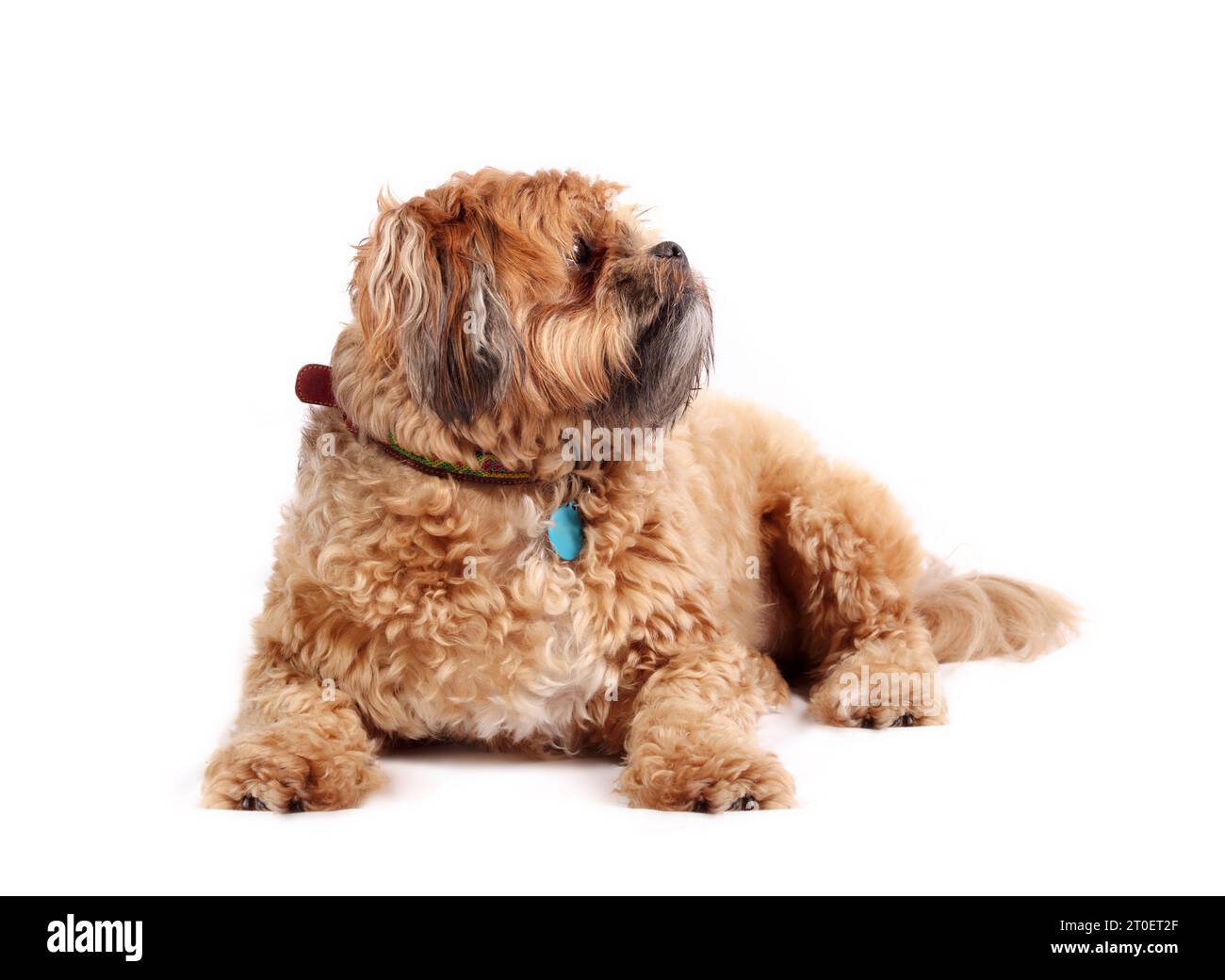 Side view brown bear face Cut Out Stock Images & Pictures - Alamy