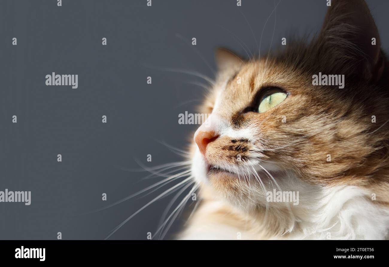 Cute cat face close up on dark background. Fluffy cat with head tilted ...