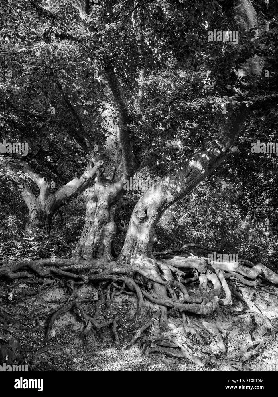Beech forest old tree Black and White Stock Photos & Images - Alamy