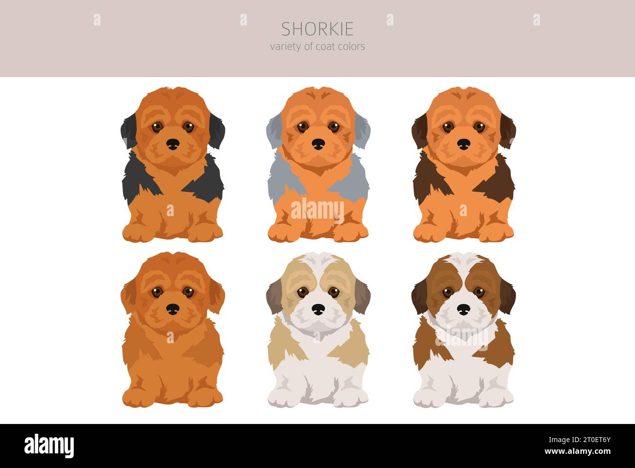 Shorkie clipart. Shih-Tzu Yorkshire terrier mix. Different coat colors ...