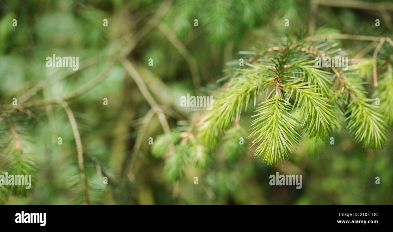 Evergreen Texture 135,461 New Evergreen Stock Photos Free