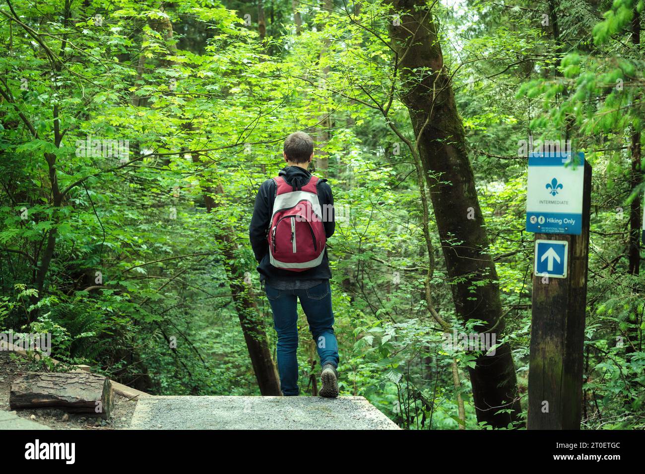 Back view of hiker in forest. Beautiful forest scenery in summer with ...