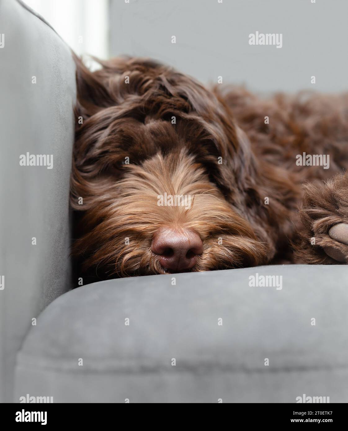Cute puppy lying on sofa while looking at camera. Very relaxed fluffy ...