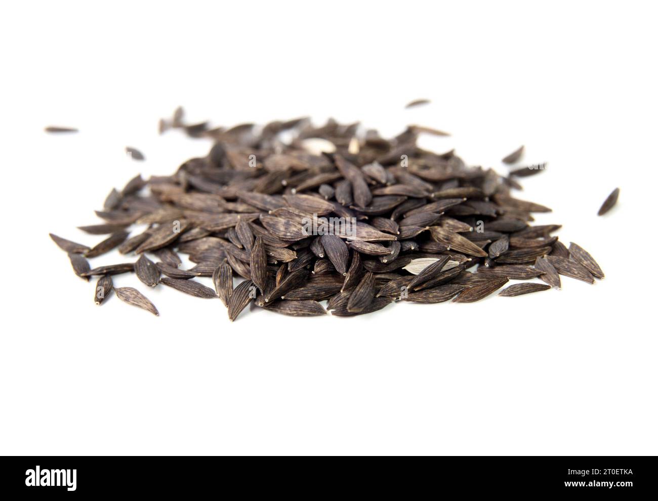 Isolated lettuce seeds in a pile. Close up of small black loose leaf ...