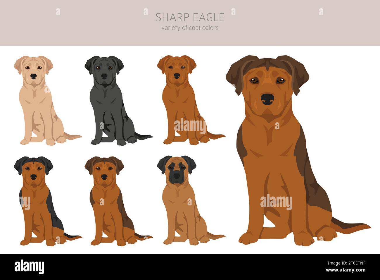 Sharp Eagle clipart. Shar Pei - Beagle mix. Different coat colors set ...
