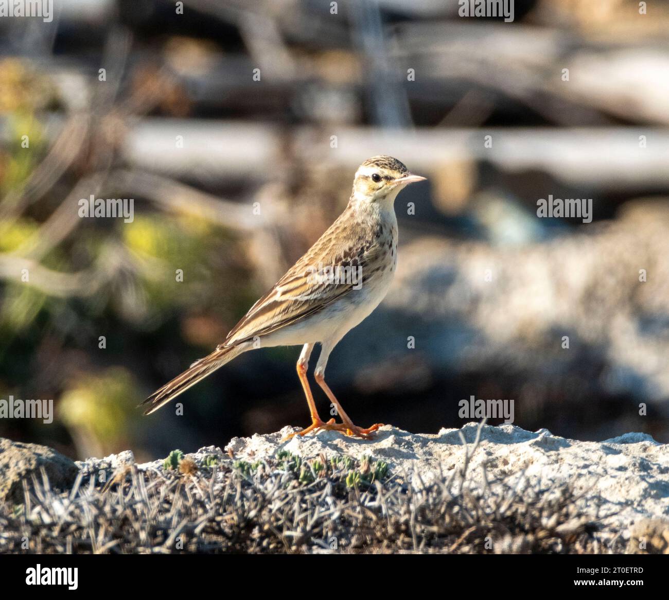 Tawny pipit seashore hi-res stock photography and images - Alamy