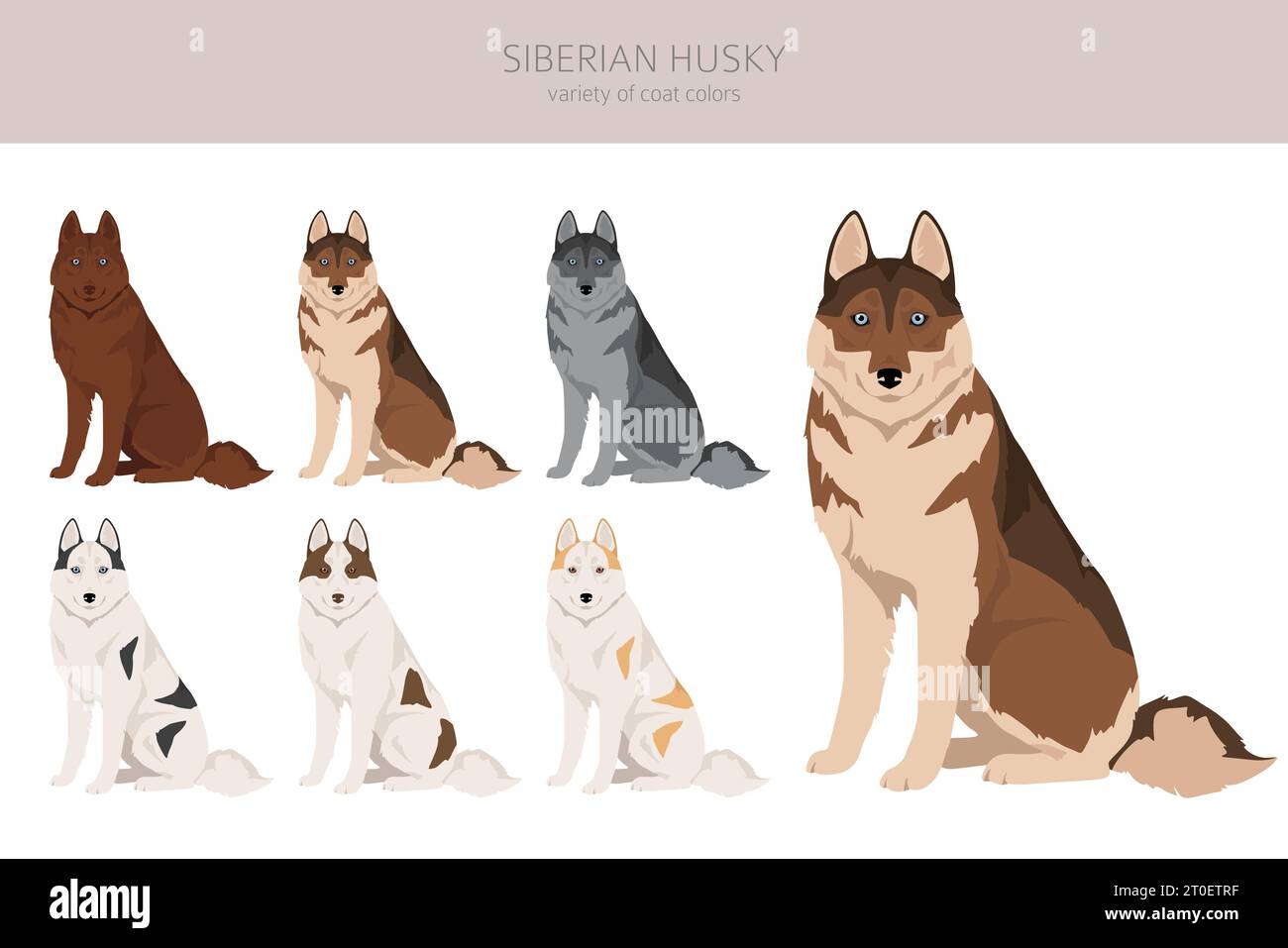 Siberian Husky puppy clipart. All coat colors set. All dog breeds ...