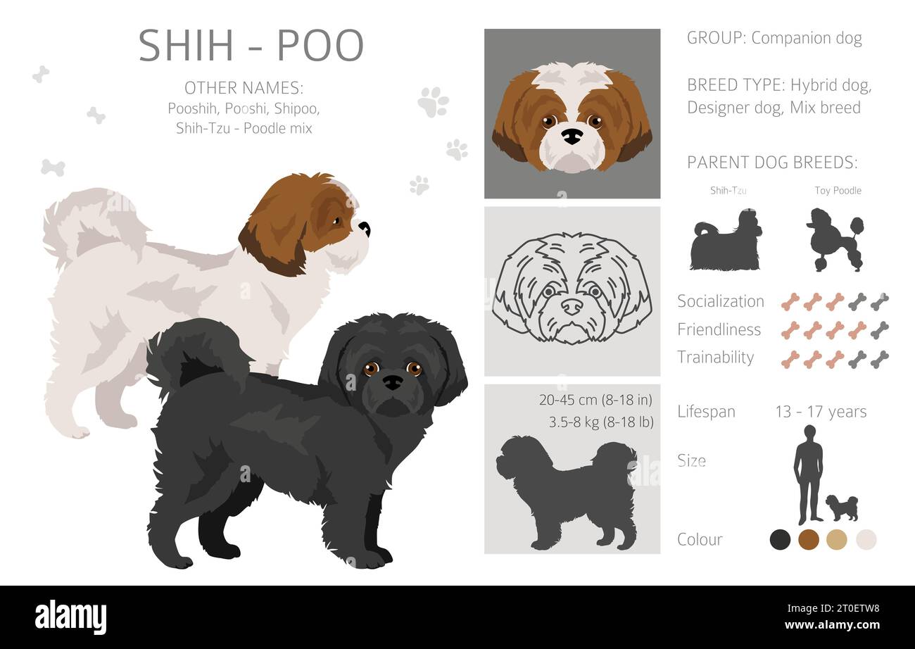 Shih-Poo clipart. Shih-Tzu Poodle mix. Different coat colors set ...