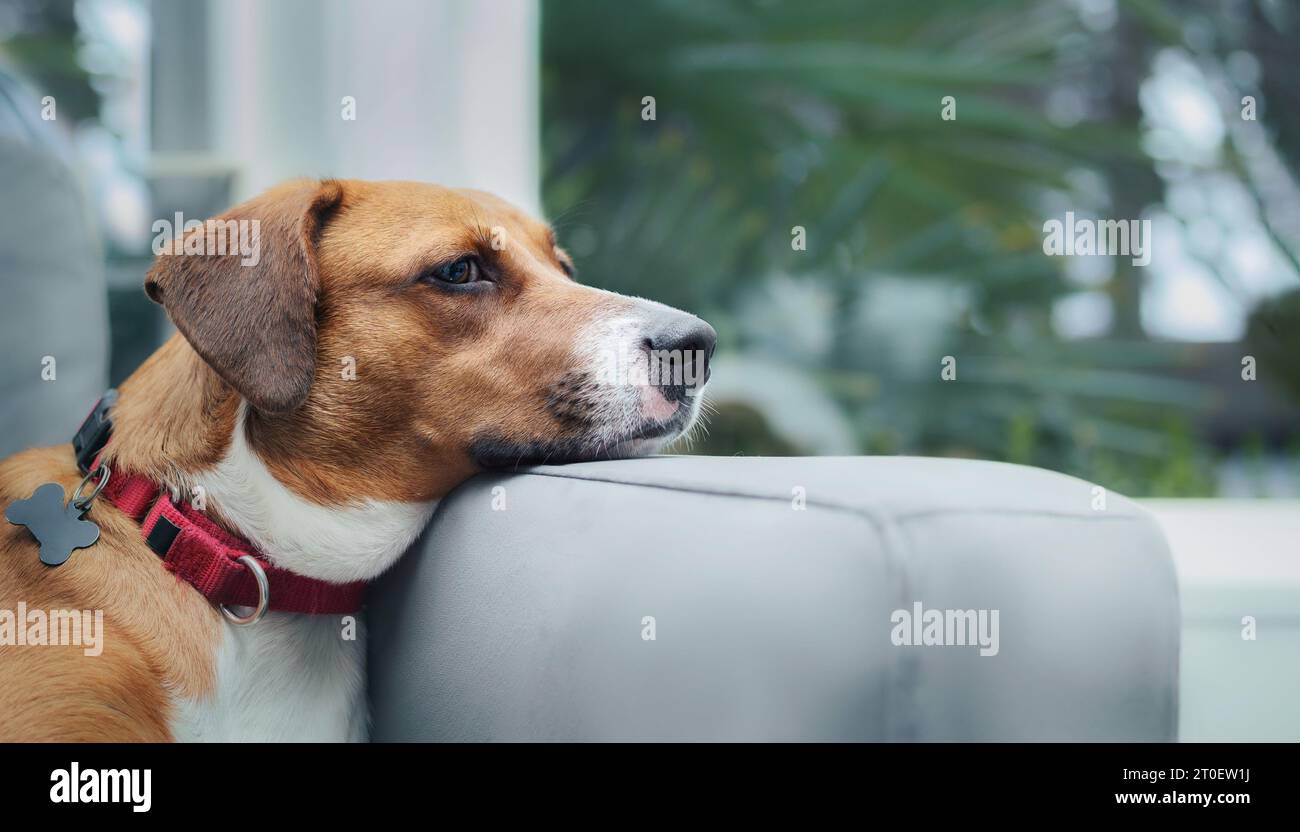 Lazy dog with head on arm rest of chair by the window with nature ...