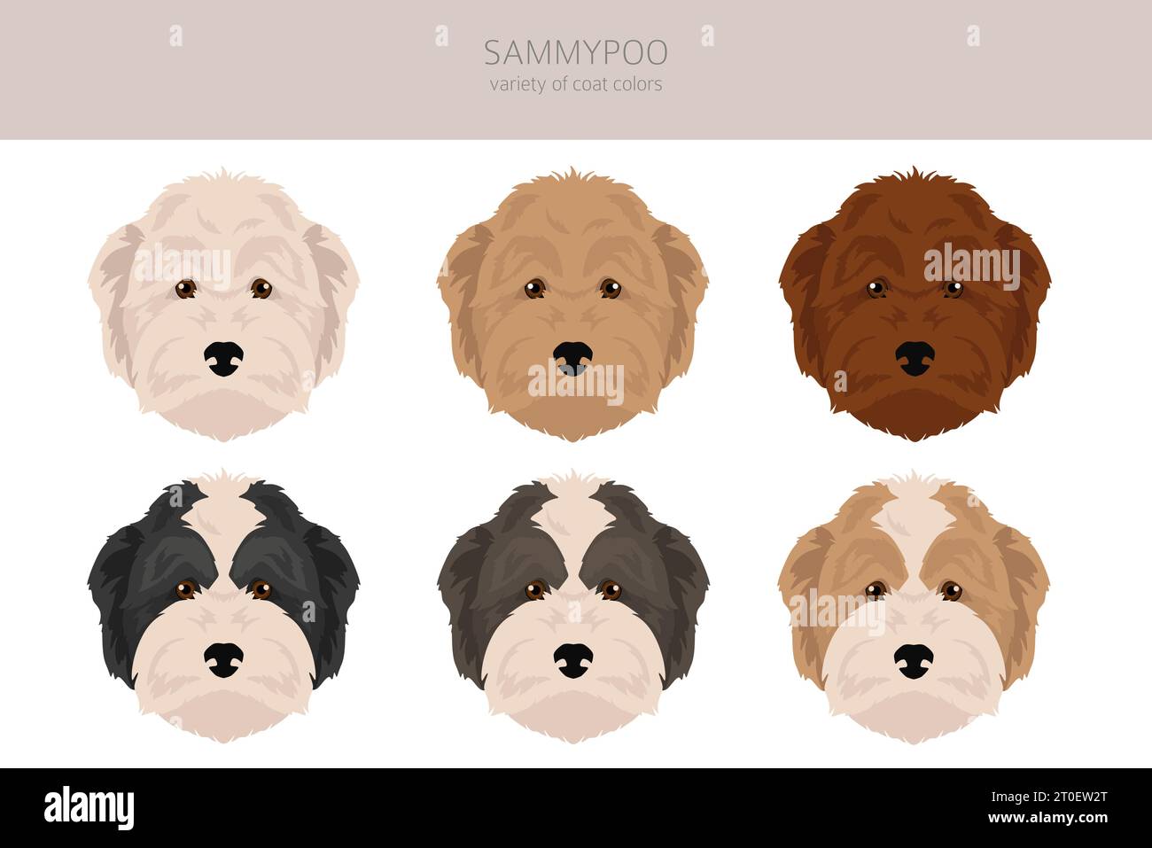 Sammy poodle mix hi-res stock photography and images - Alamy
