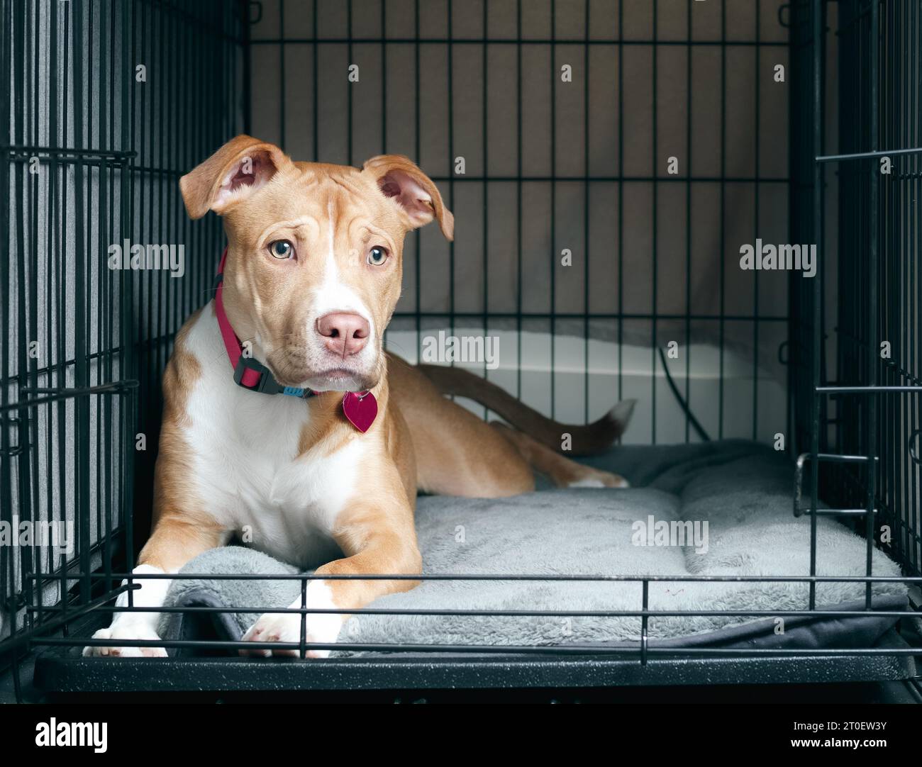Puppy dog inside crate with open door. Front view of cute puppy lying ...