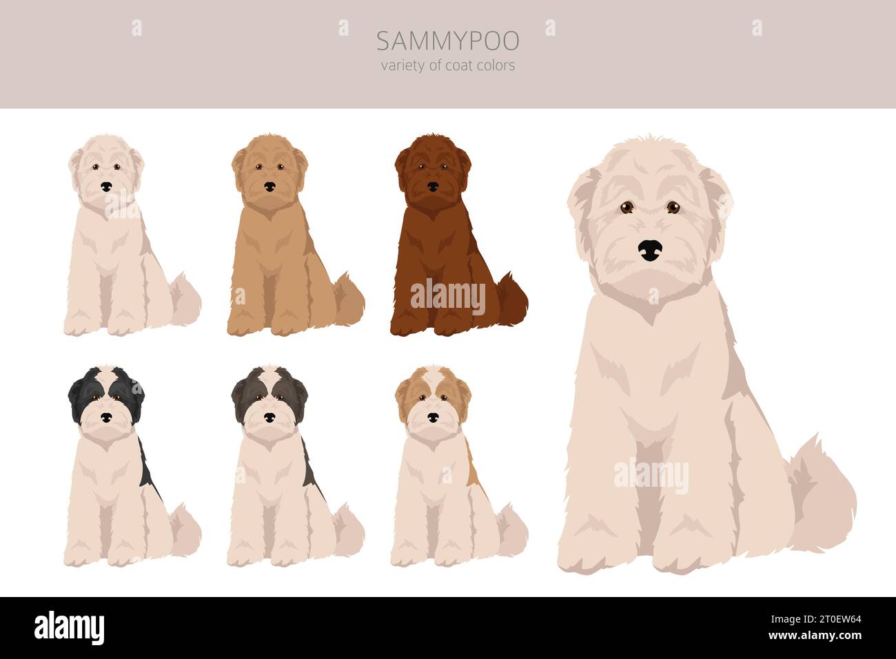 Sammypoo clipart. Samoyed dog Poodle mix. Different coat colors set ...