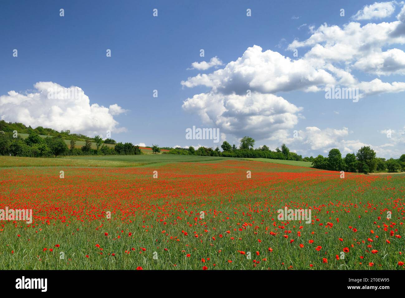 Poppy field on the Tauber Cycle Path between Bad Mergentheim and ...