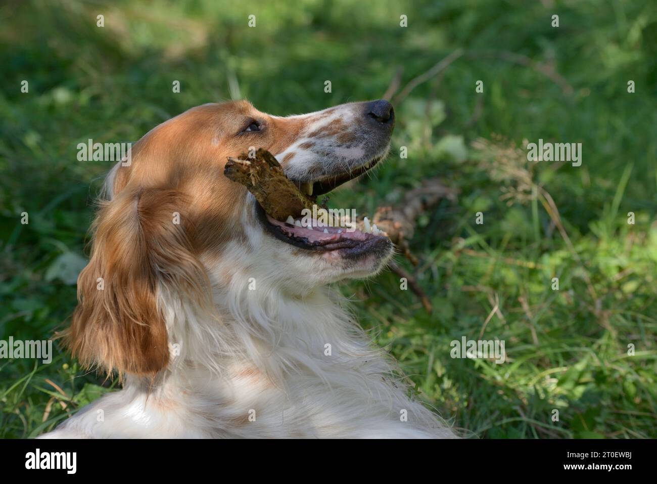 English setter with stick hi-res stock photography and images - Alamy