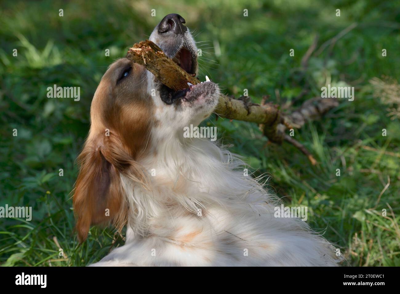 Setter stick hi-res stock photography and images - Alamy