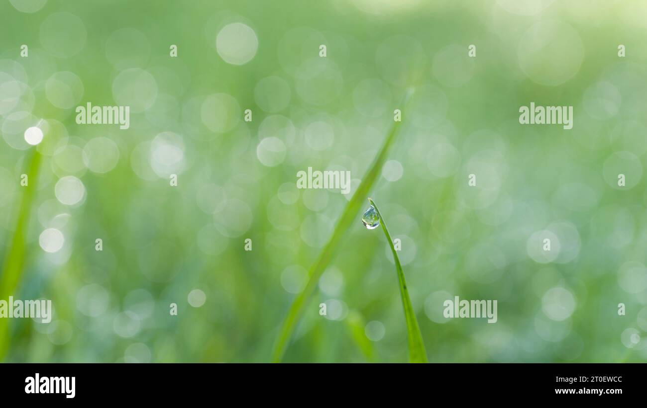 Grass blade with small water drop, dew drops glistening in morning light, close up, Germany ...