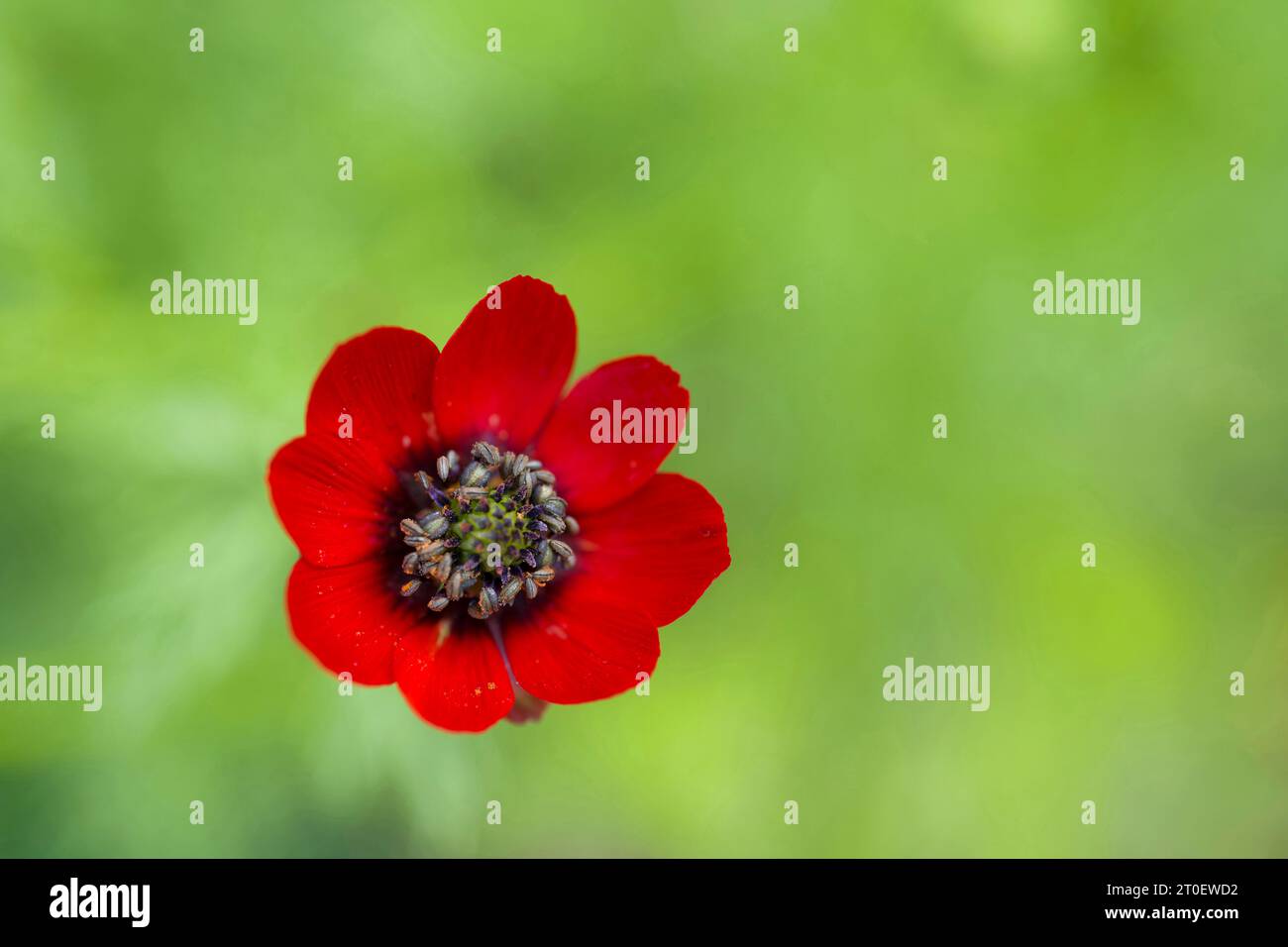 bright red flower of summer Adonis anemone (Adonis aestivalis), Germany ...