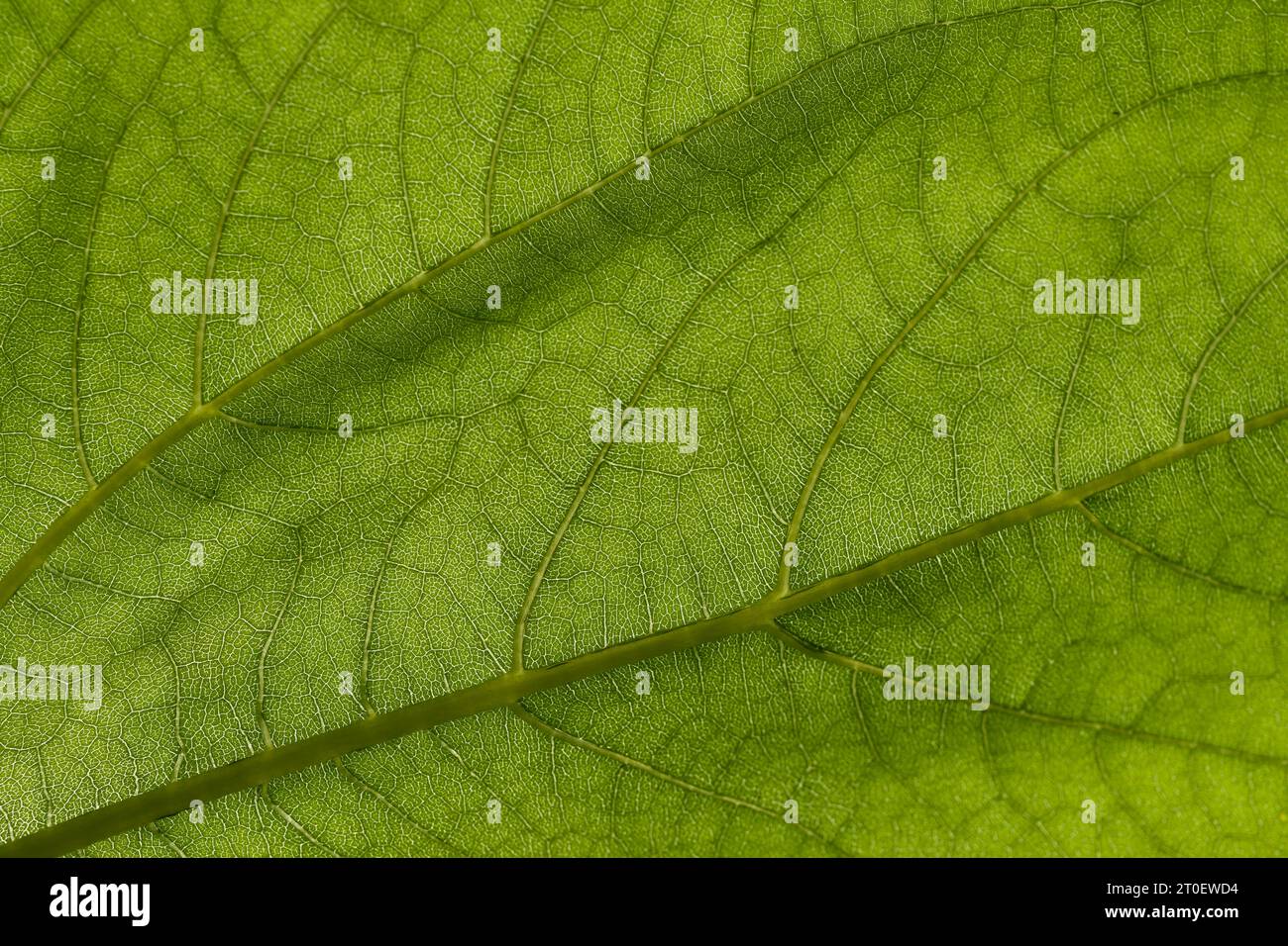 Leaf of a sunflower, underside of leaf against the light, close up ...