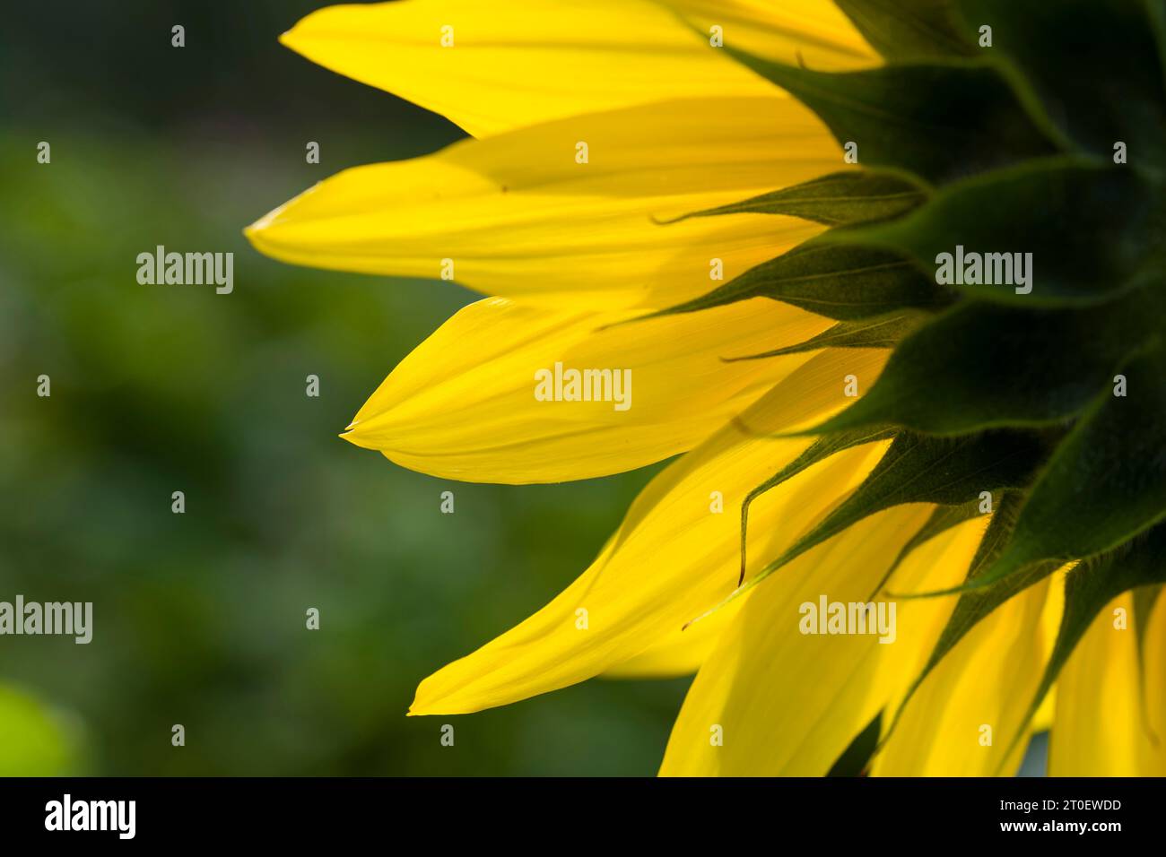 Flower of a sunflower (Helianthus annuus), view from behind, close-up ...