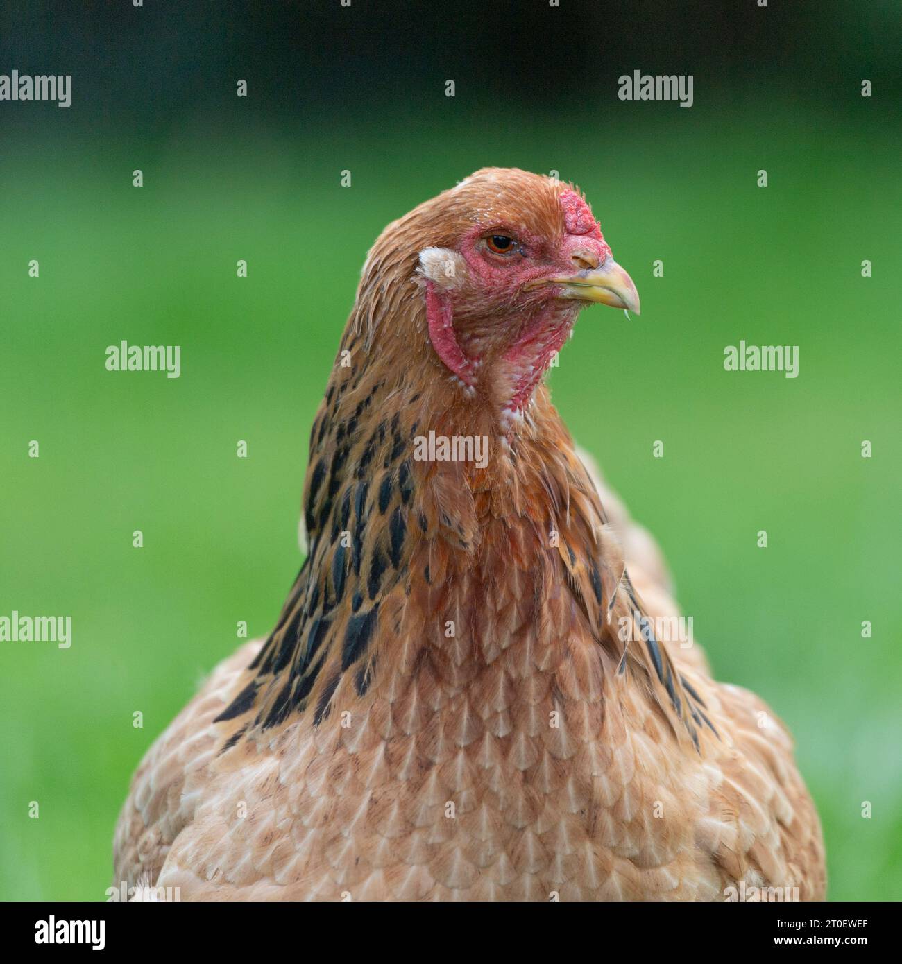 Buff brahma chicken hi-res stock photography and images - Alamy
