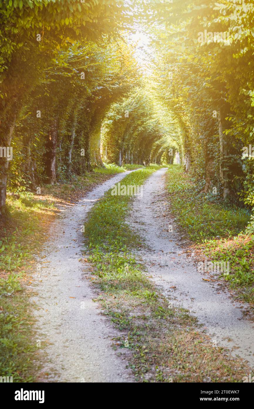 Italy, Veneto, municipality of Sospirolo, Belluno, tree-lined avenue ...