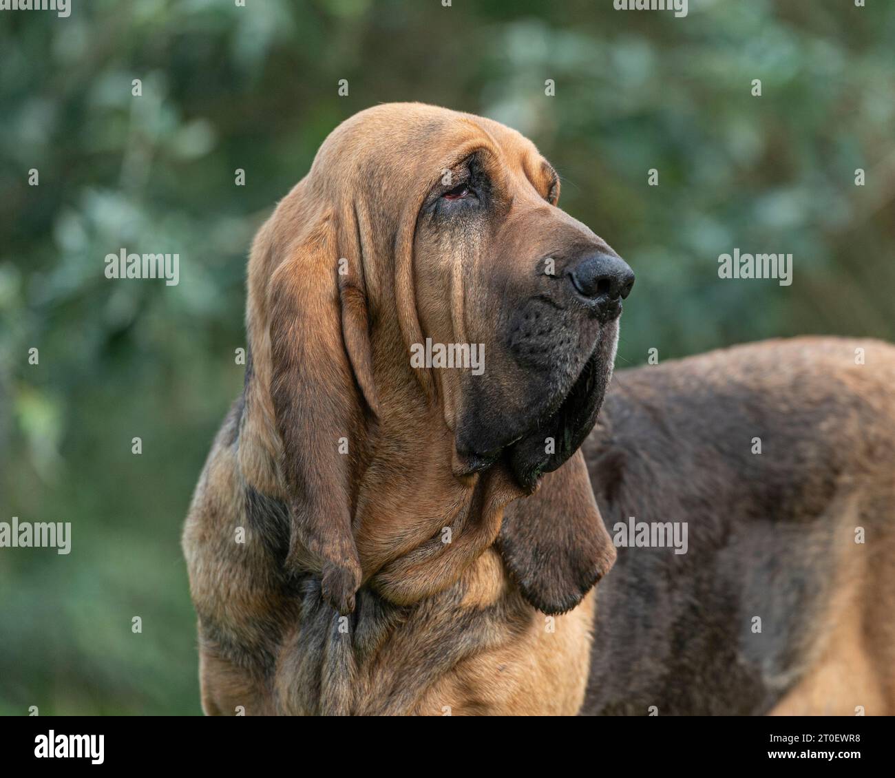 Close up hound side view head hi-res stock photography and images - Alamy