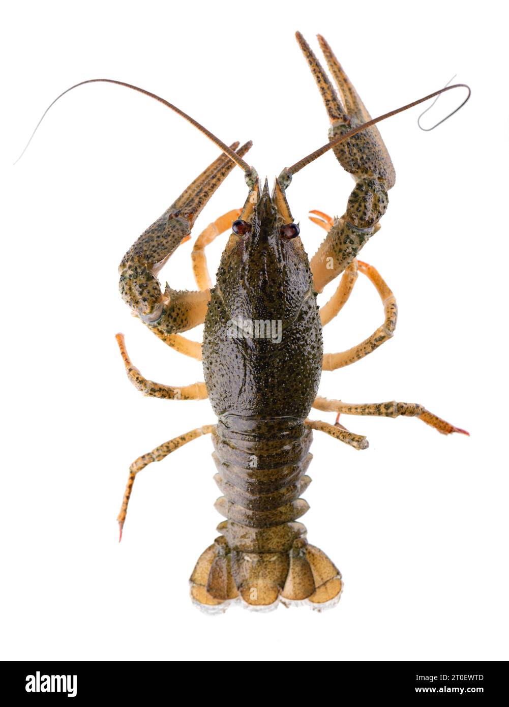 Live crayfish isolated on white background. Clipping path. Top view ...