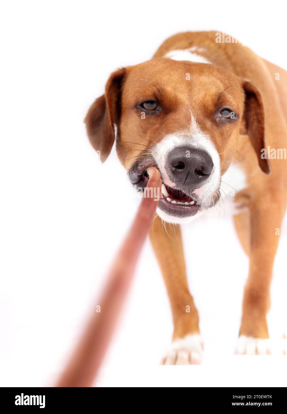 Happy dog with beef bull stick in mouth while looking at camera. Puppy ...